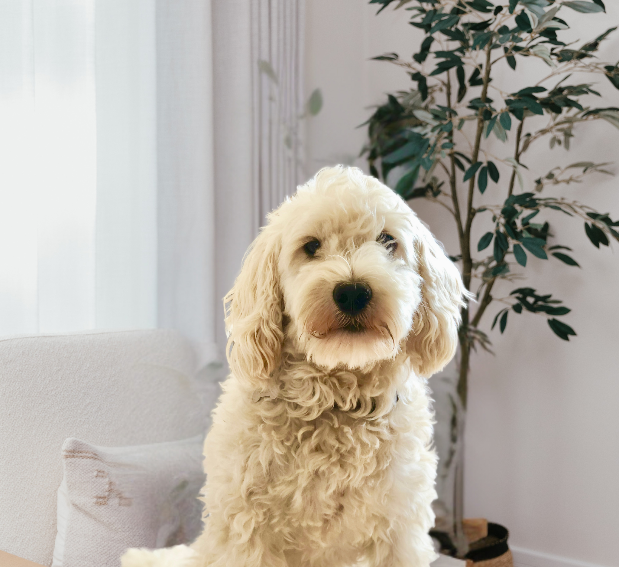 Elbie | Apprentice | Kings Estates